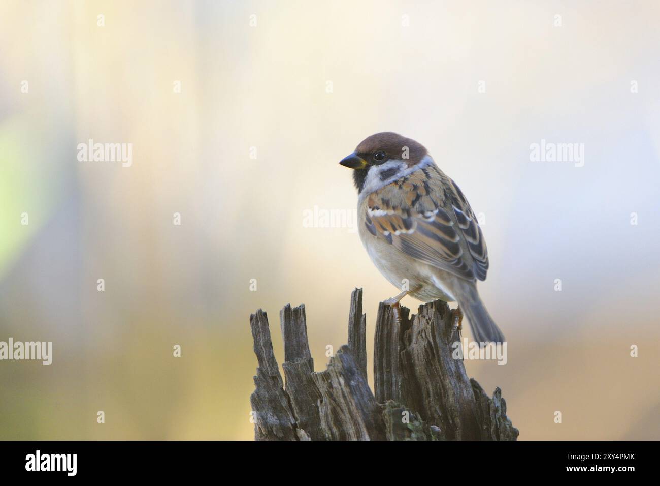 Eurasian tree sparrow eat hi-res stock photography and images - Alamy