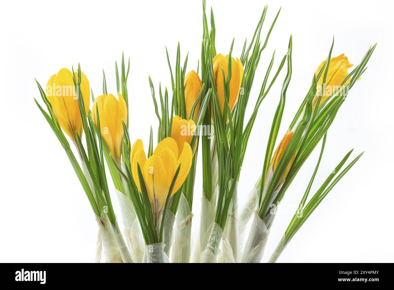 Crocuses on a white background Stock Photo - Alamy