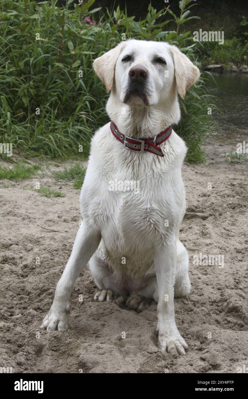 Cream coloured Labrador Retriever Stock Photo - Alamy