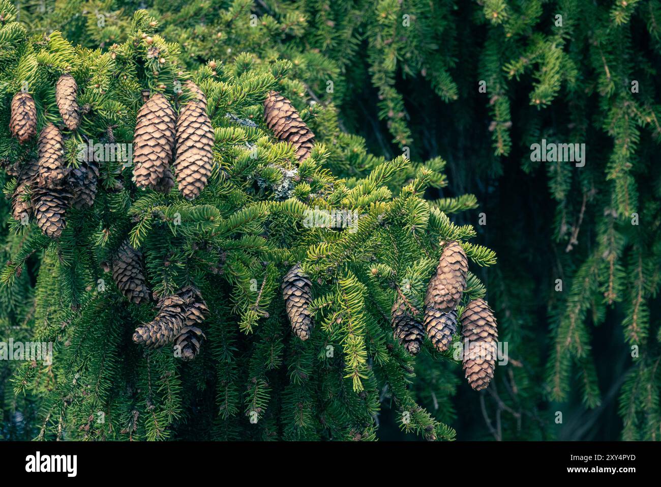Branches of spruce tree with cones, natural photography with selective ...