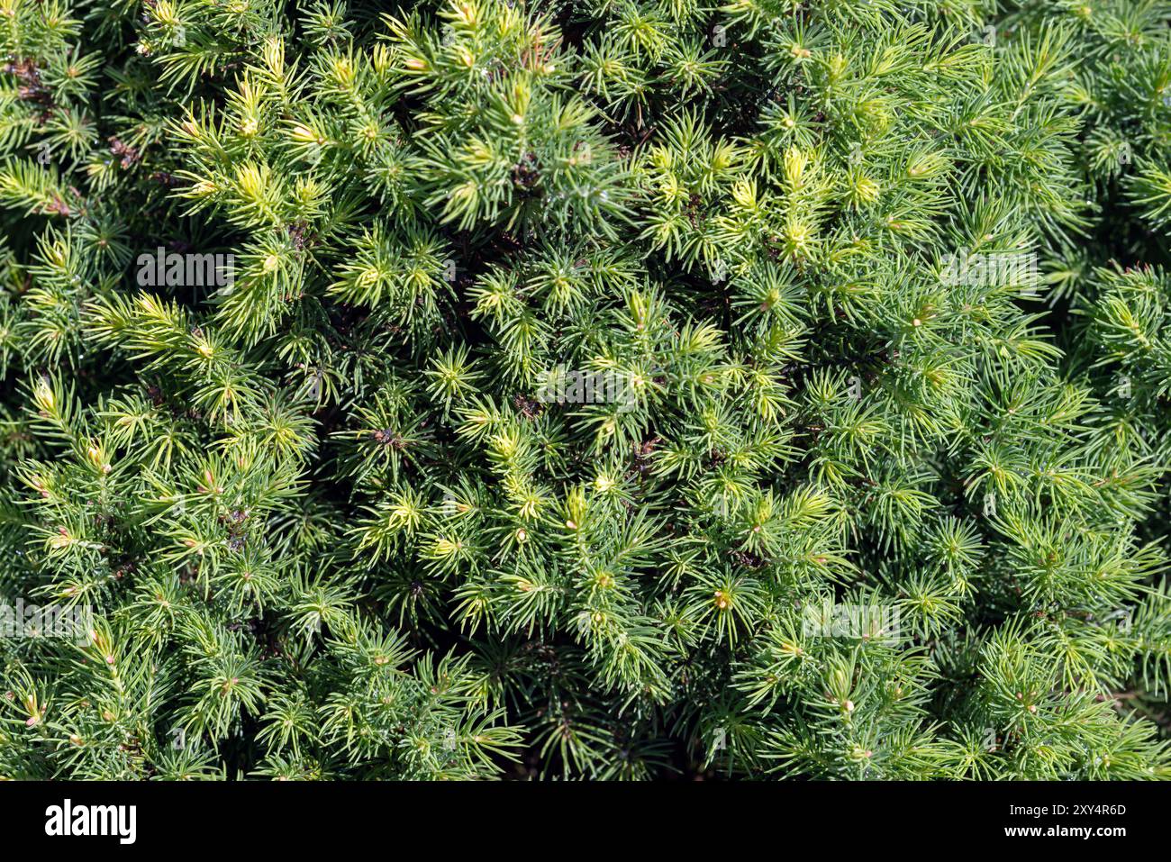 Fresh needles on spruce branch hi-res stock photography and images - Alamy