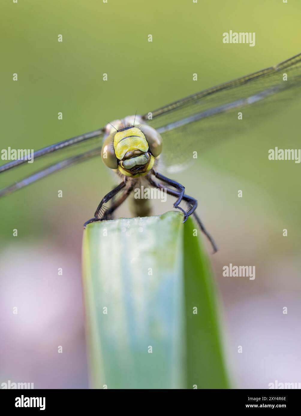 Southern Hawker Dragonfly [ Aeshna cyanea ] on Iris stem Stock Photo ...