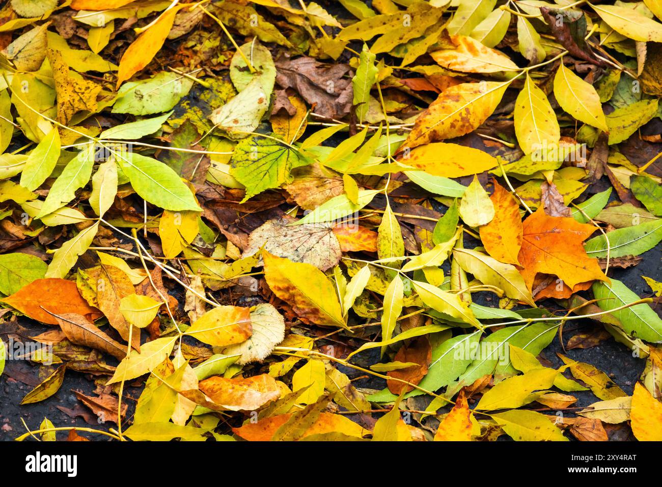 Colorful fallen leaves lay on the ground. Natural autumn background photo Stock Photo - Alamy