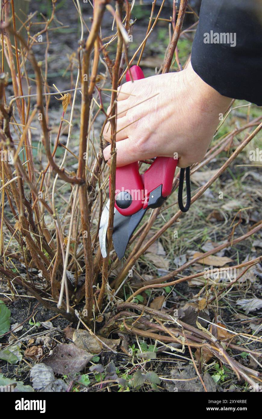 Pruning shrubs, shrub cutting Stock Photo - Alamy