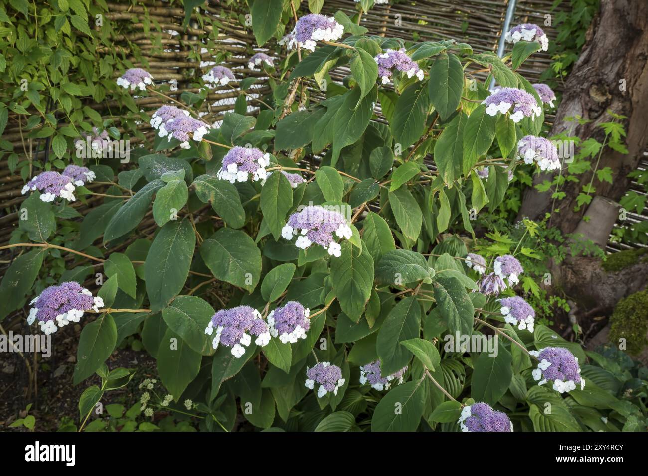 Flowering velvet hydrangea (Hydrangea sargentiana Stock Photo - Alamy