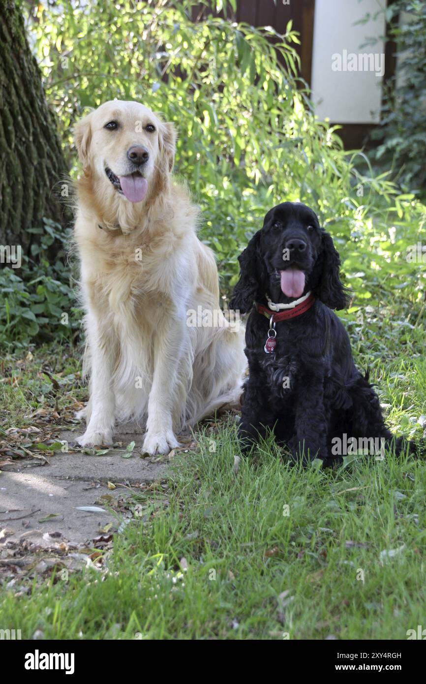 Golden cocker retriever hi-res stock photography and images - Alamy