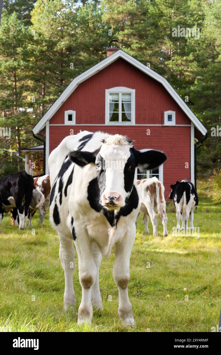 Idyllic scenery with dairy cows in front of red swedish wooden house ...