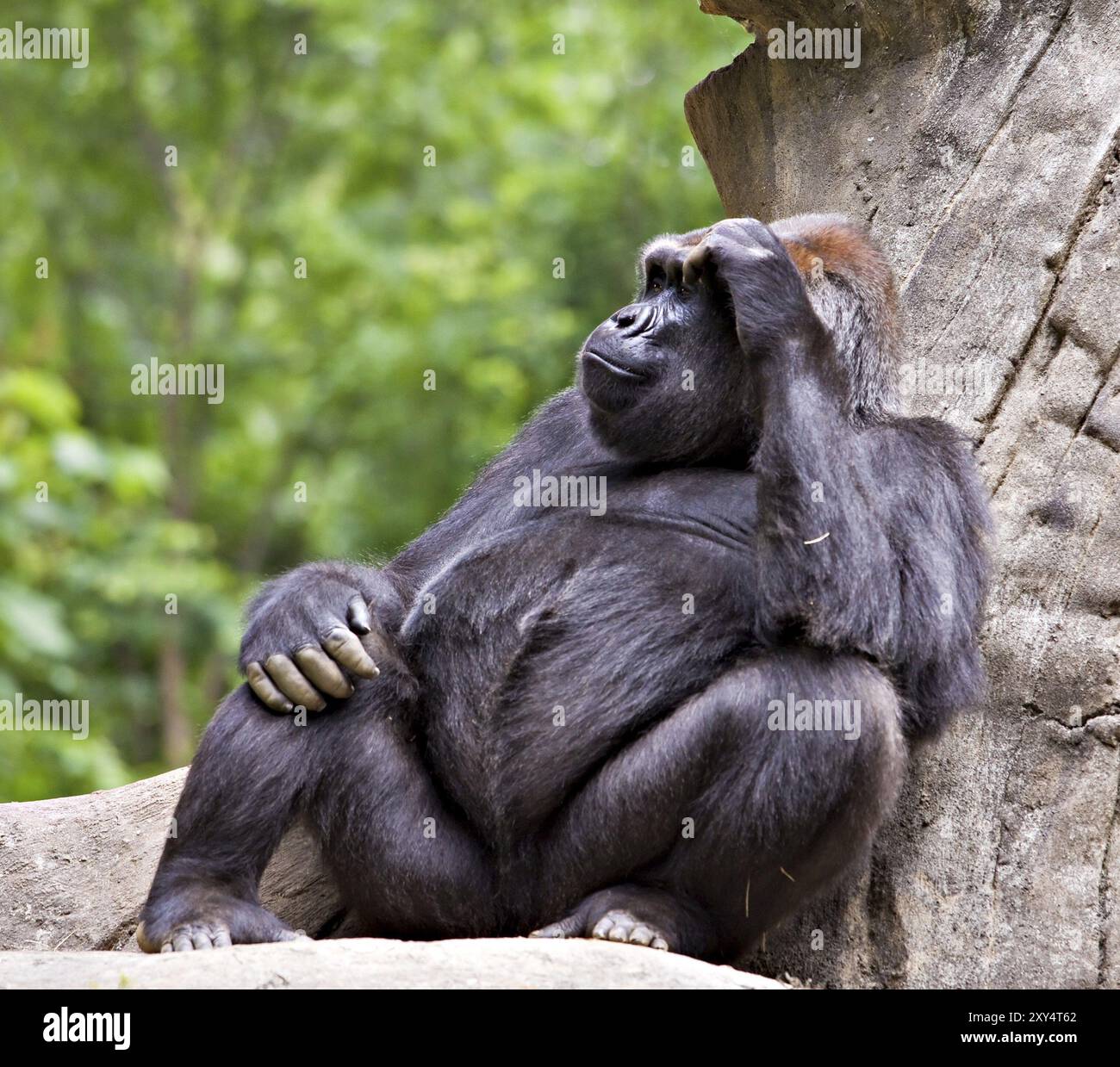 Big black gorilla Stock Photo - Alamy