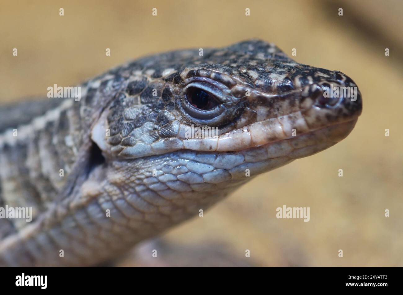 Gerrhosaurus validus hi-res stock photography and images - Alamy