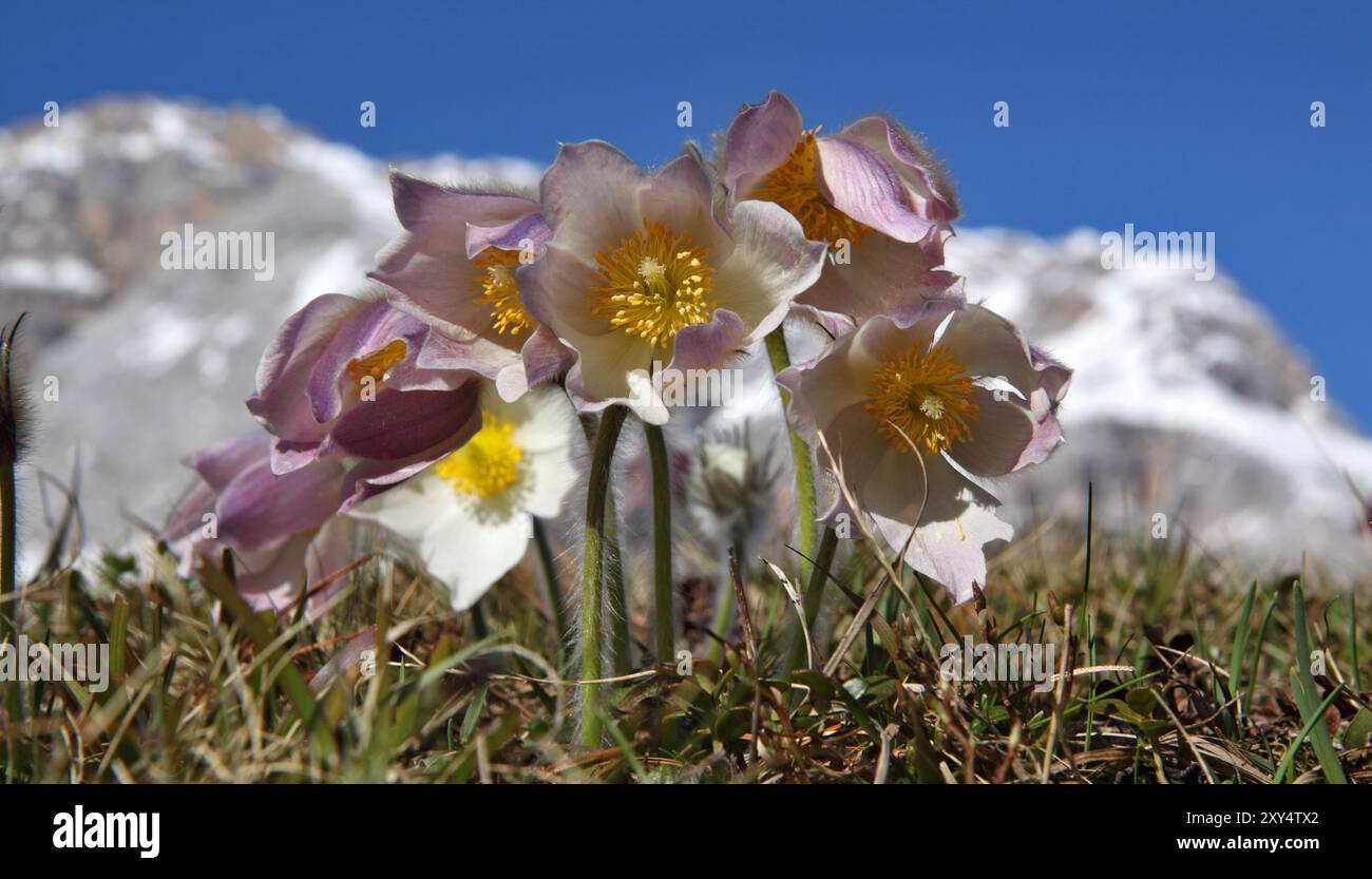 Common cowbell hi-res stock photography and images - Alamy