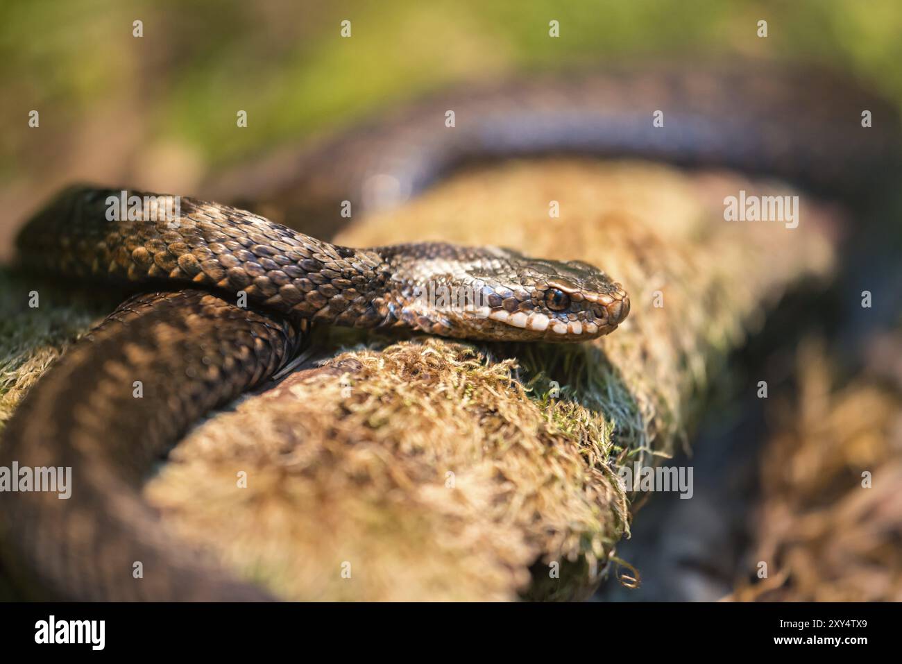 Vipera berus, the common European adder or common European viper, is a ...