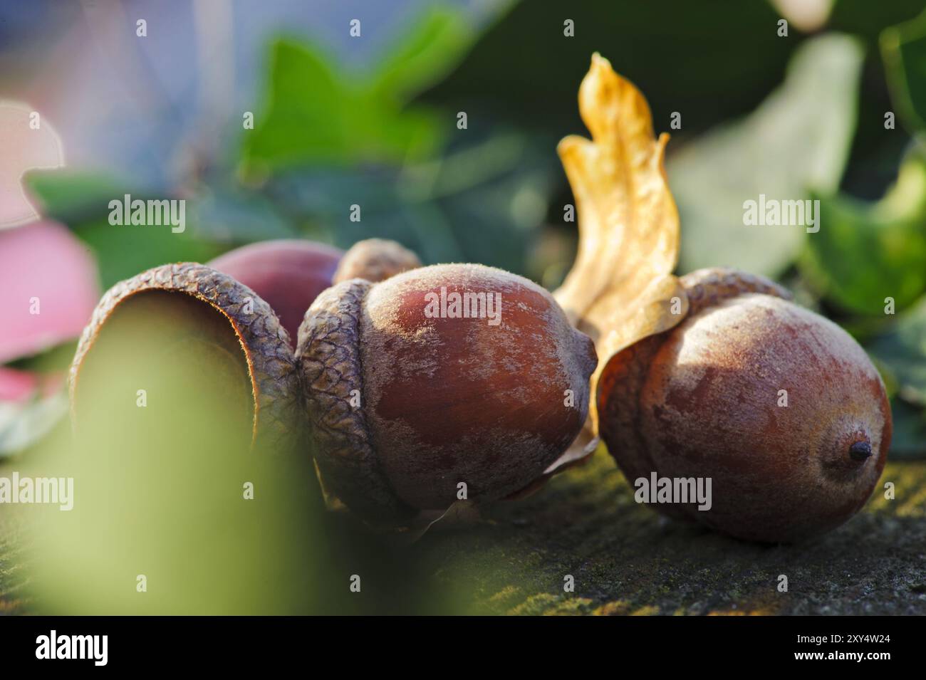 Acorn in fallen leaves hi-res stock photography and images - Alamy