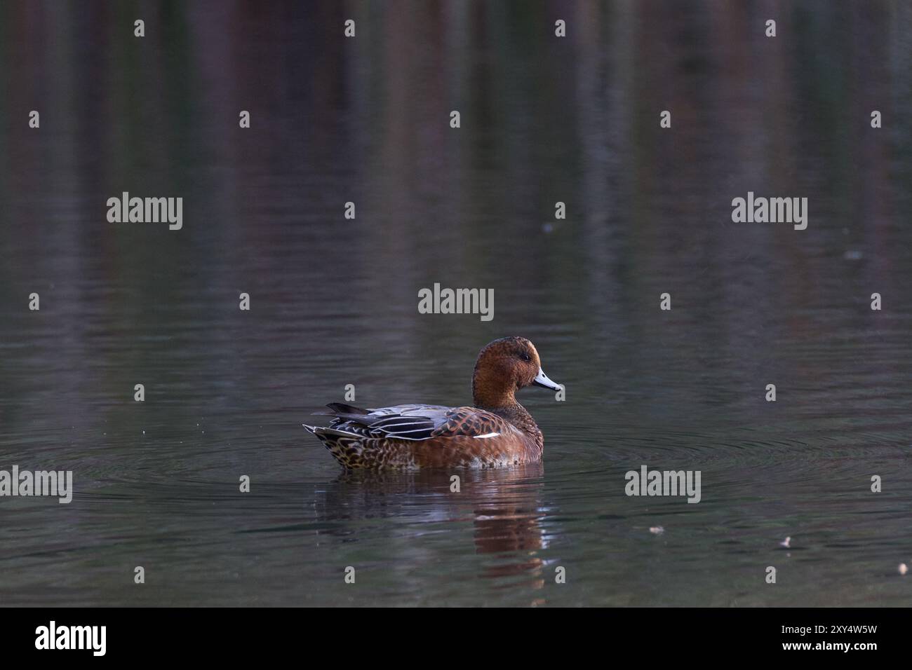 A male Eurasian wigeon duck (Mareca penelope) on a lake in.a park in ...