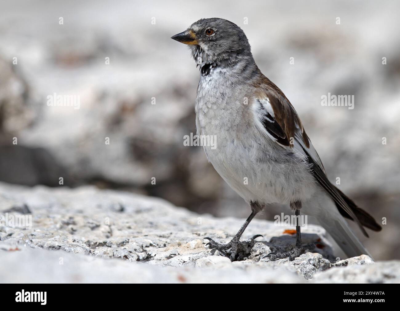 Snow finch white winged hi-res stock photography and images - Alamy