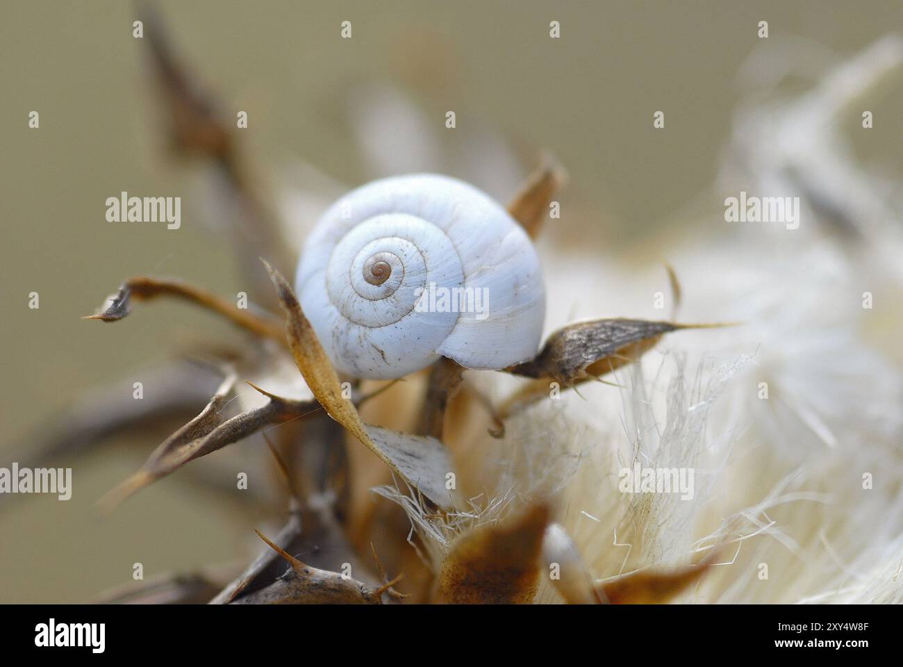 Mediterranean coastal snail (Theba pisana) in dry sleep. The snails ...