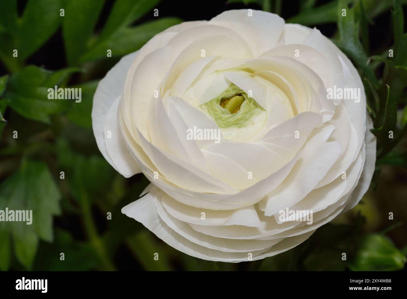 White ranunculus flowers one hi-res stock photography and images - Alamy