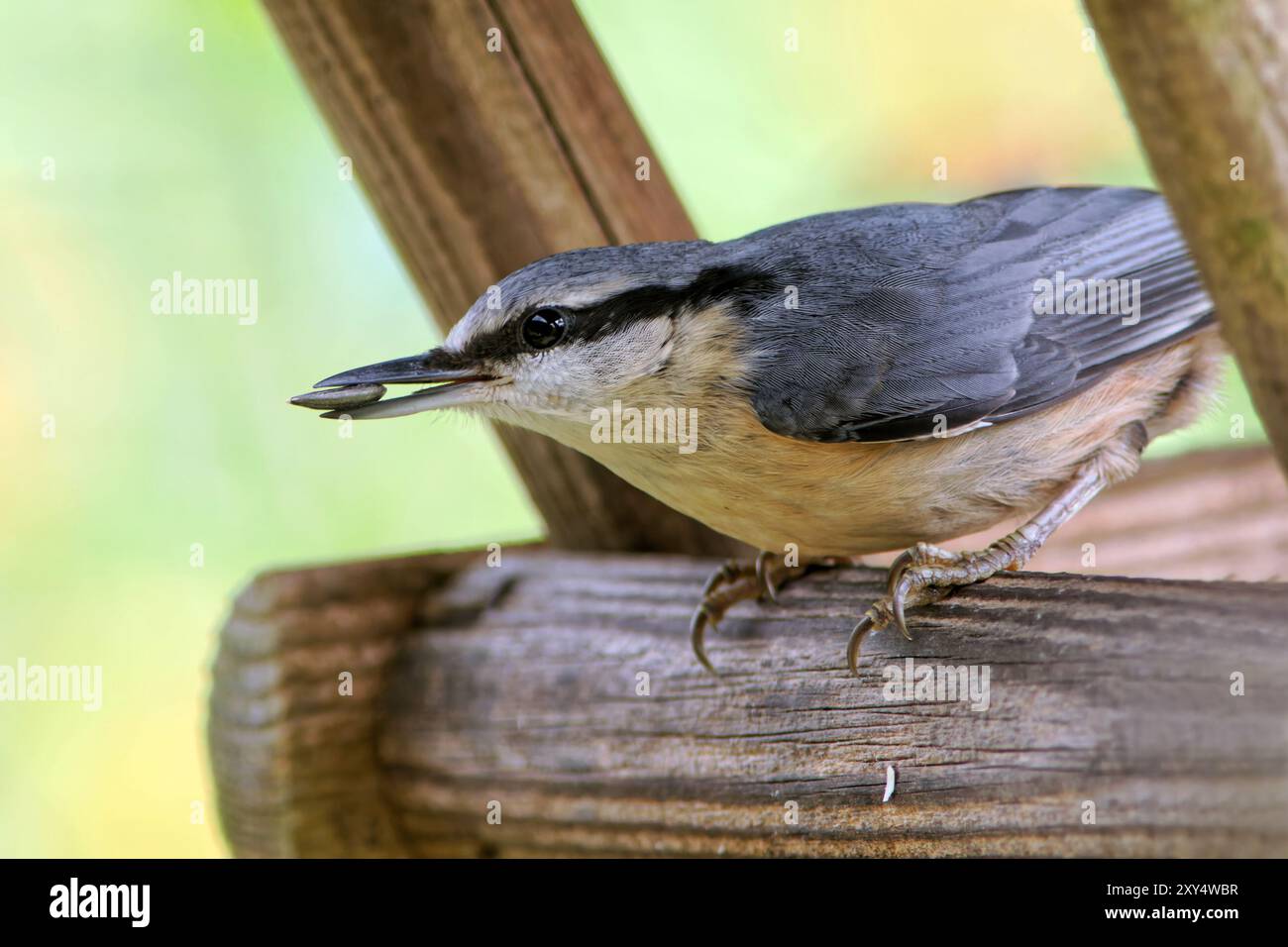 Nuthatch in the birdhouse Stock Photo - Alamy