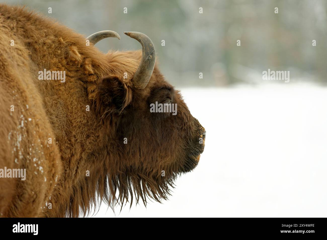 Bison bull covered in hi-res stock photography and images - Alamy