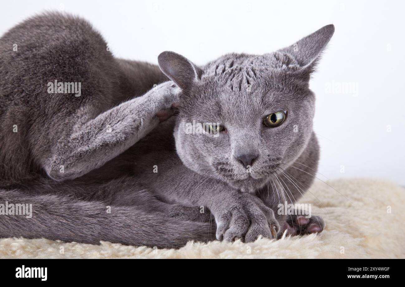 Laundry stick hi-res stock photography and images - Alamy