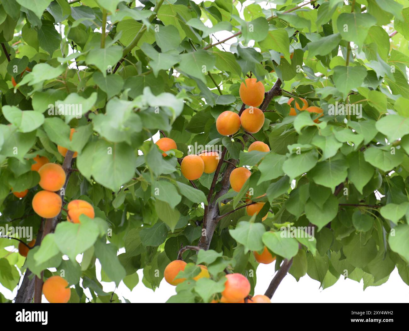 Tire tree tyre hi-res stock photography and images - Alamy