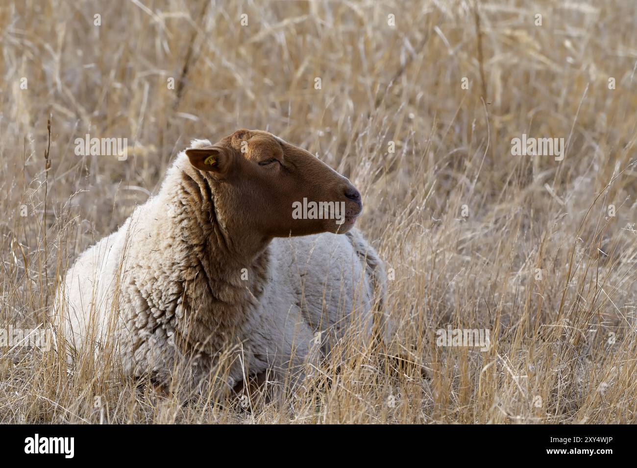 Sheep household hi-res stock photography and images - Alamy