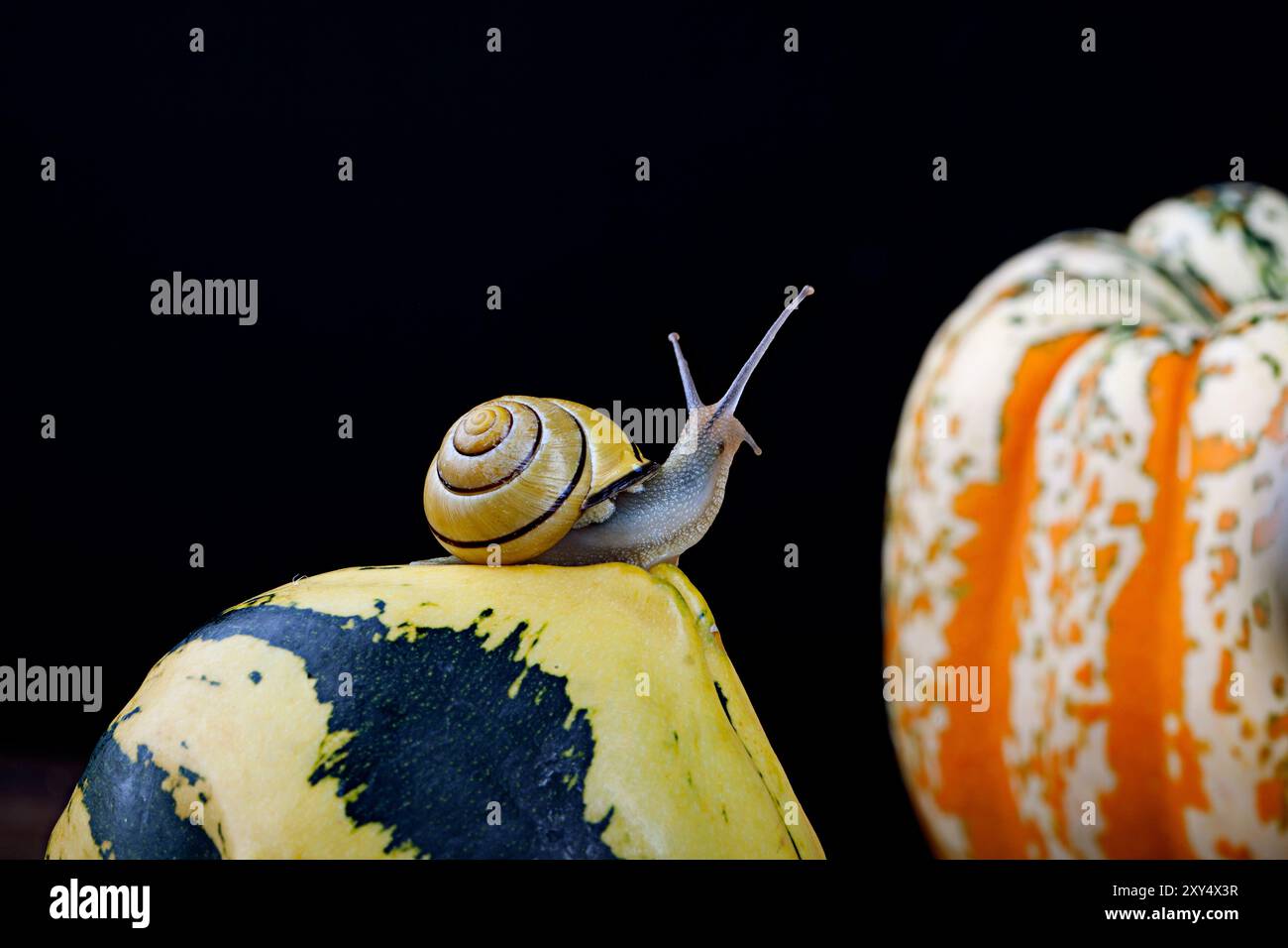 Autumn snails hi-res stock photography and images - Alamy