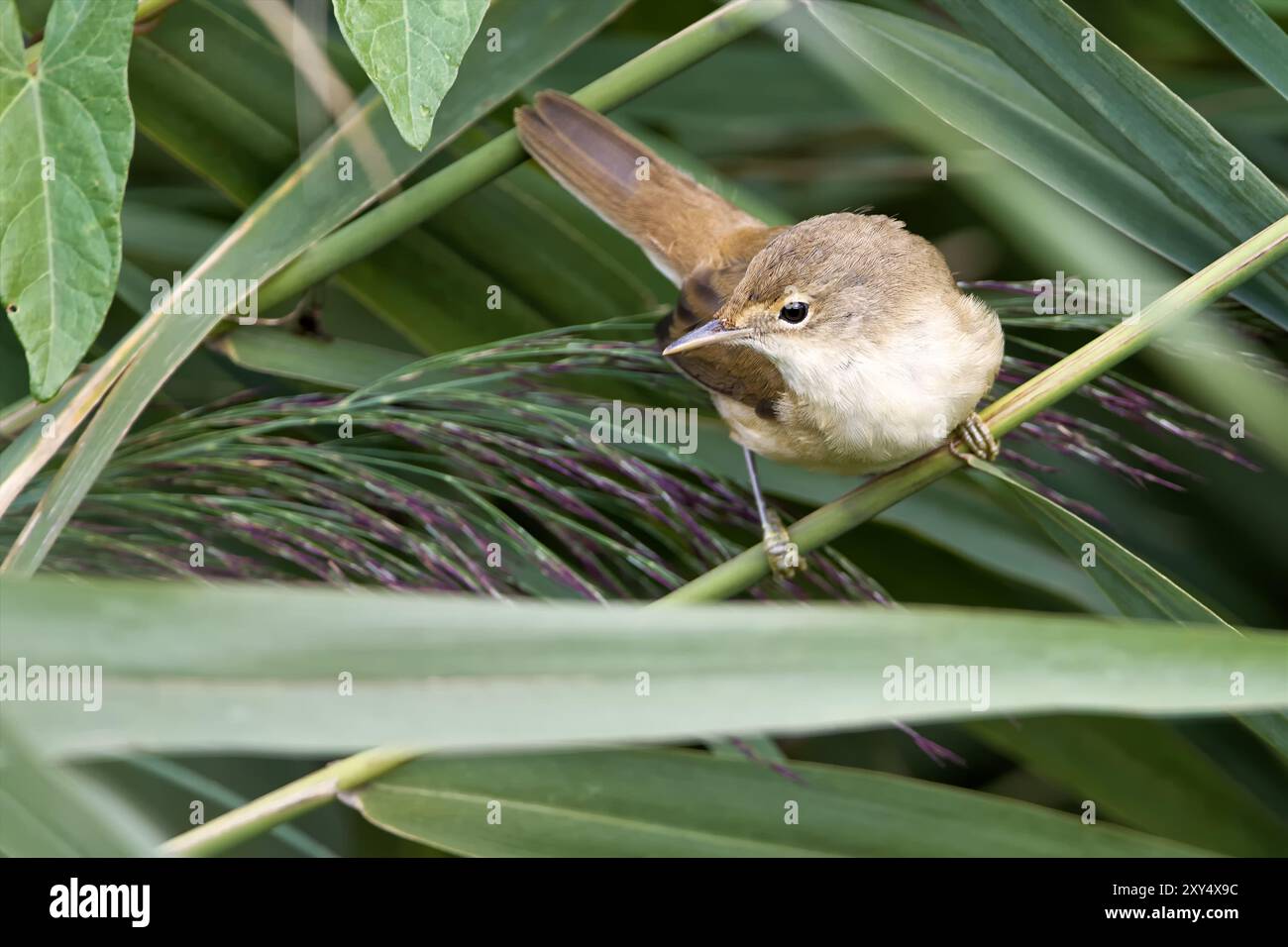 Great reed warbler acrocephalus arundinaceus to reed stem hi-res stock ...