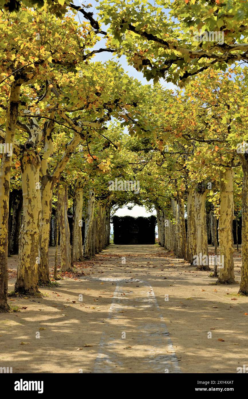 Plane grove hi-res stock photography and images - Alamy