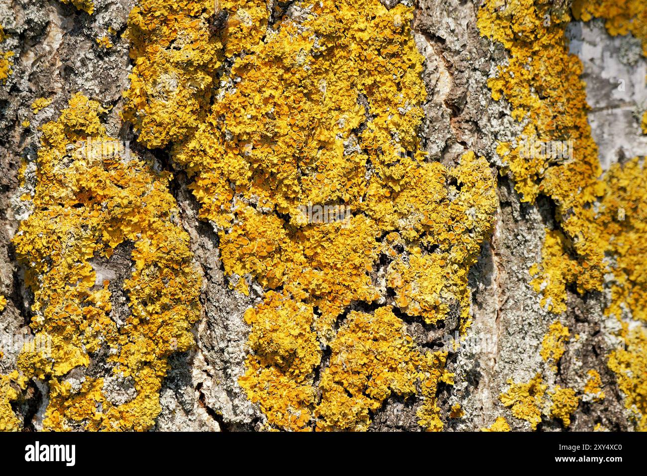 Common yellow lichen on a tree Stock Photo - Alamy