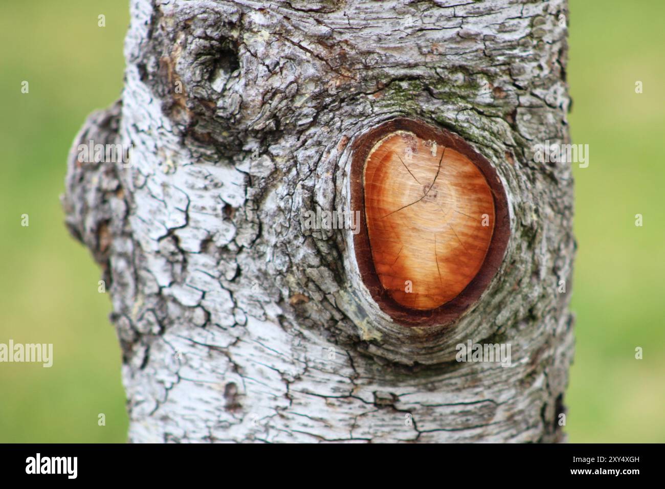 Tree knots hi-res stock photography and images - Alamy