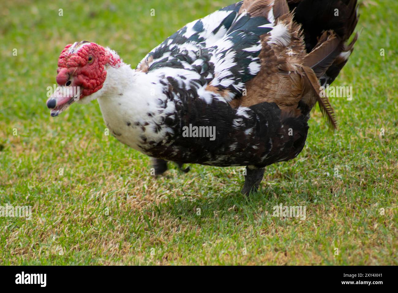 duck with red face and speckled feathers Stock Photo - Alamy