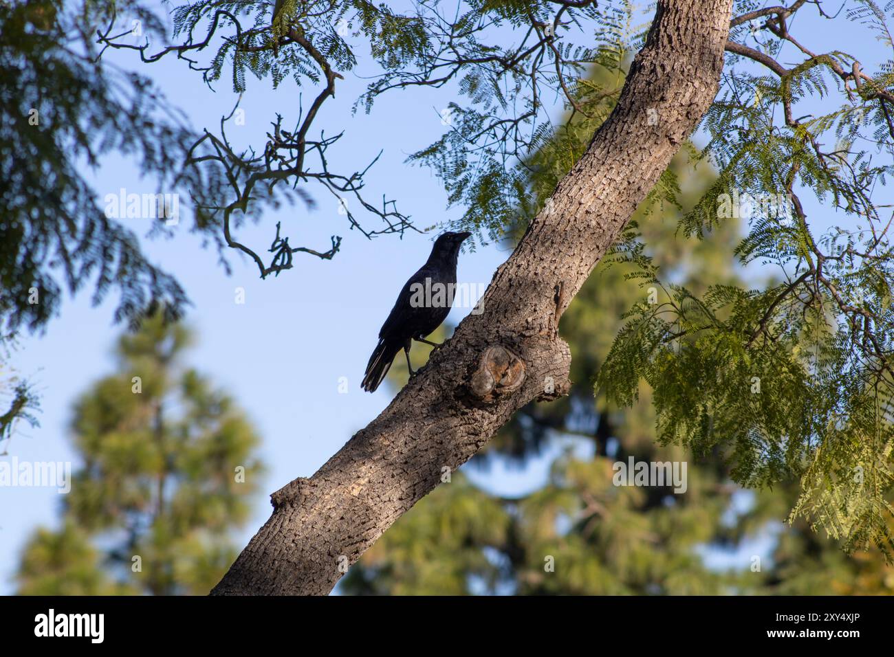 Mysterious creature perched hi-res stock photography and images - Alamy