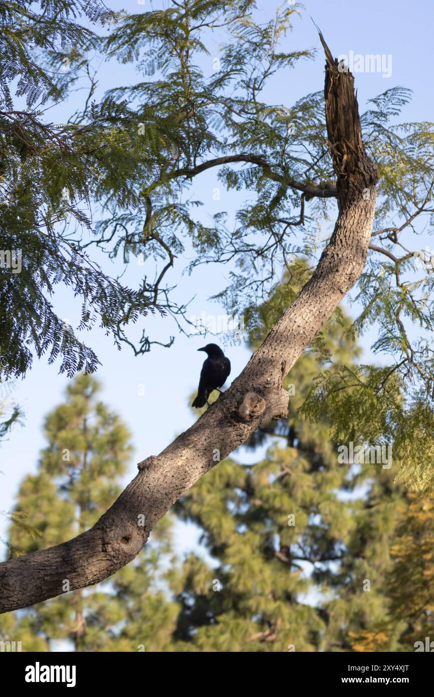 Mysterious creature perched hi-res stock photography and images - Alamy