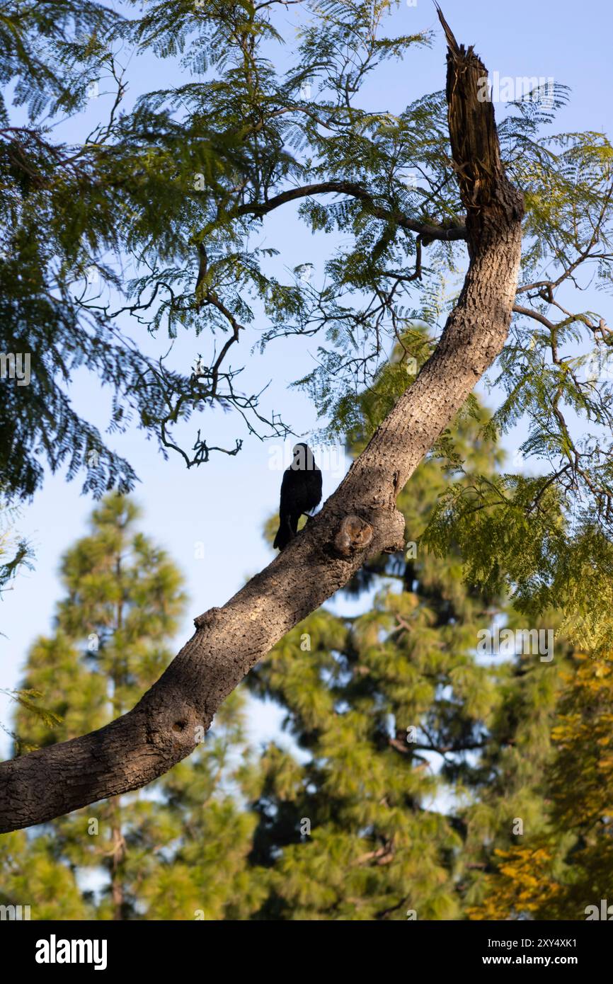 Mysterious creature perched hi-res stock photography and images - Alamy
