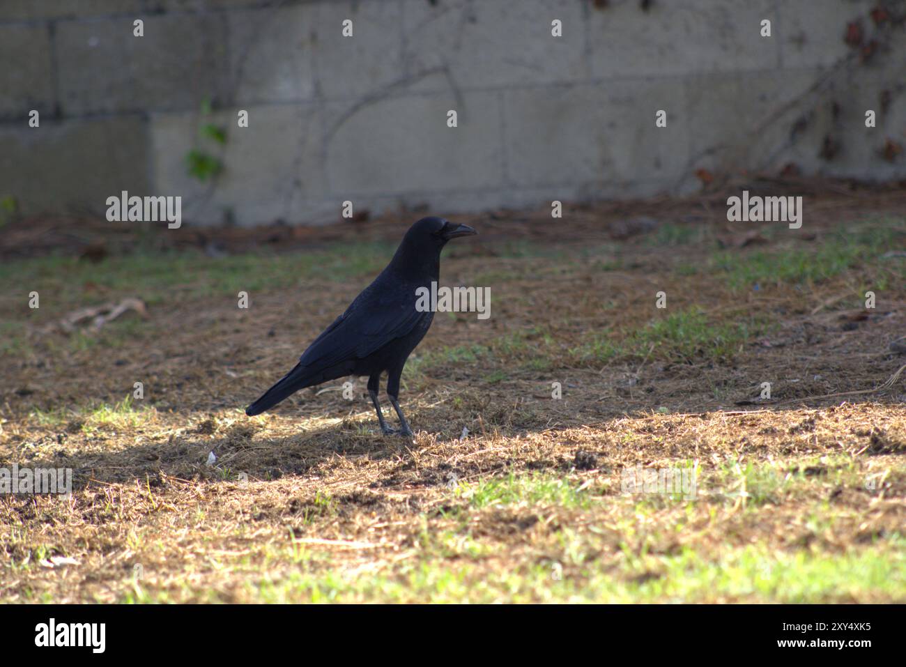 Raven behavior hi-res stock photography and images - Alamy
