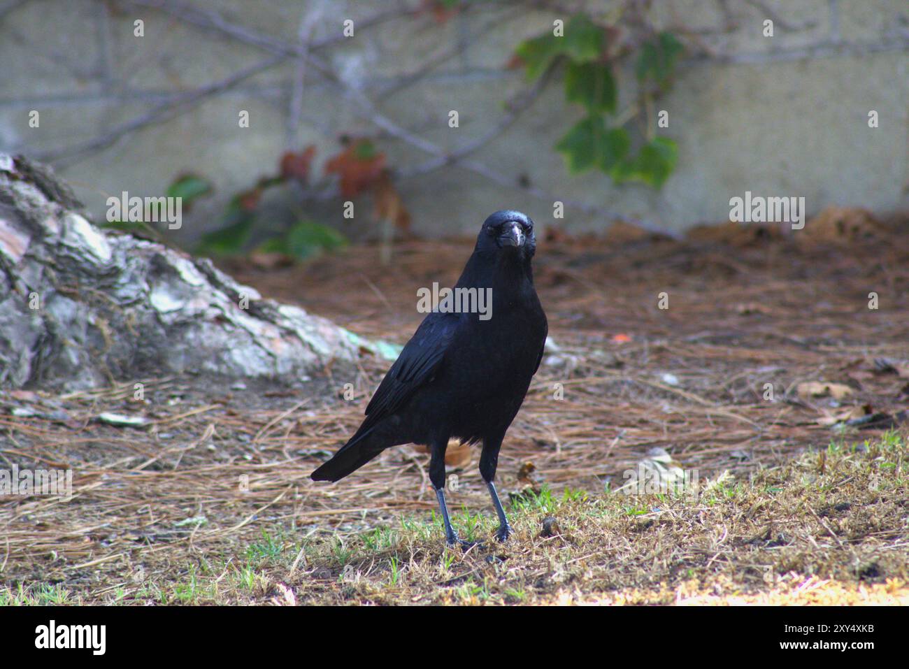 Contrast shadows bird hi-res stock photography and images - Alamy