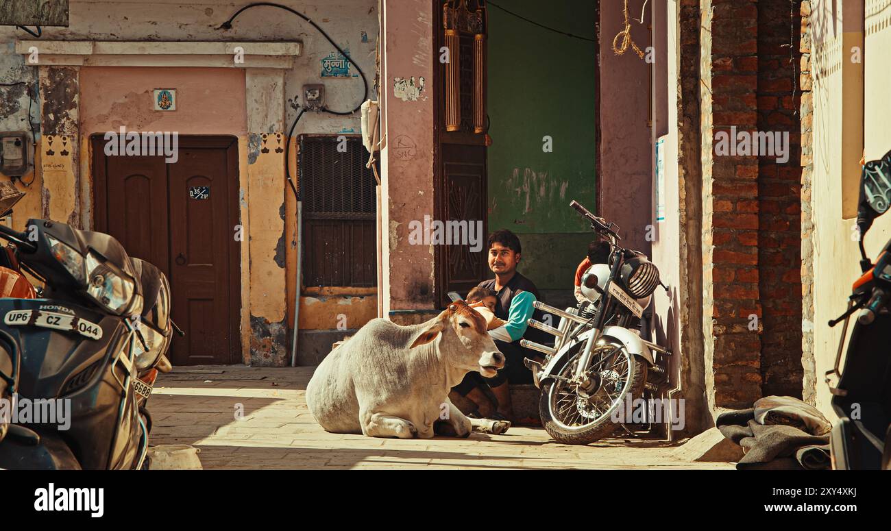 Varanasi, India. Cow Lying On Busy Street. Indian Sacred Cow On The ...
