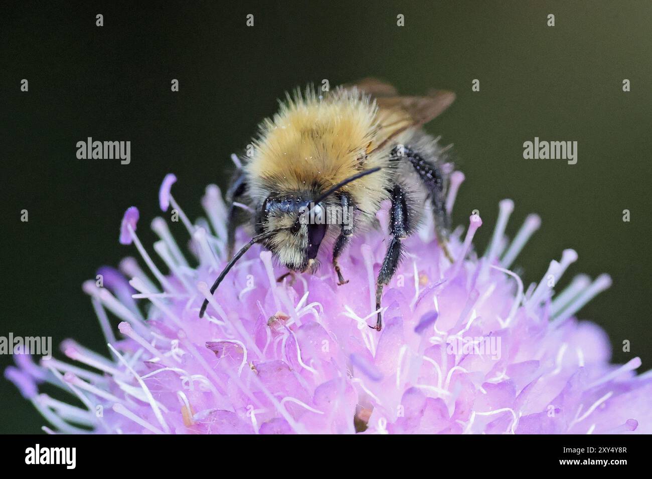 Small Wildlife at Nosterfield Nature Reserve, North Yorkshire Stock ...