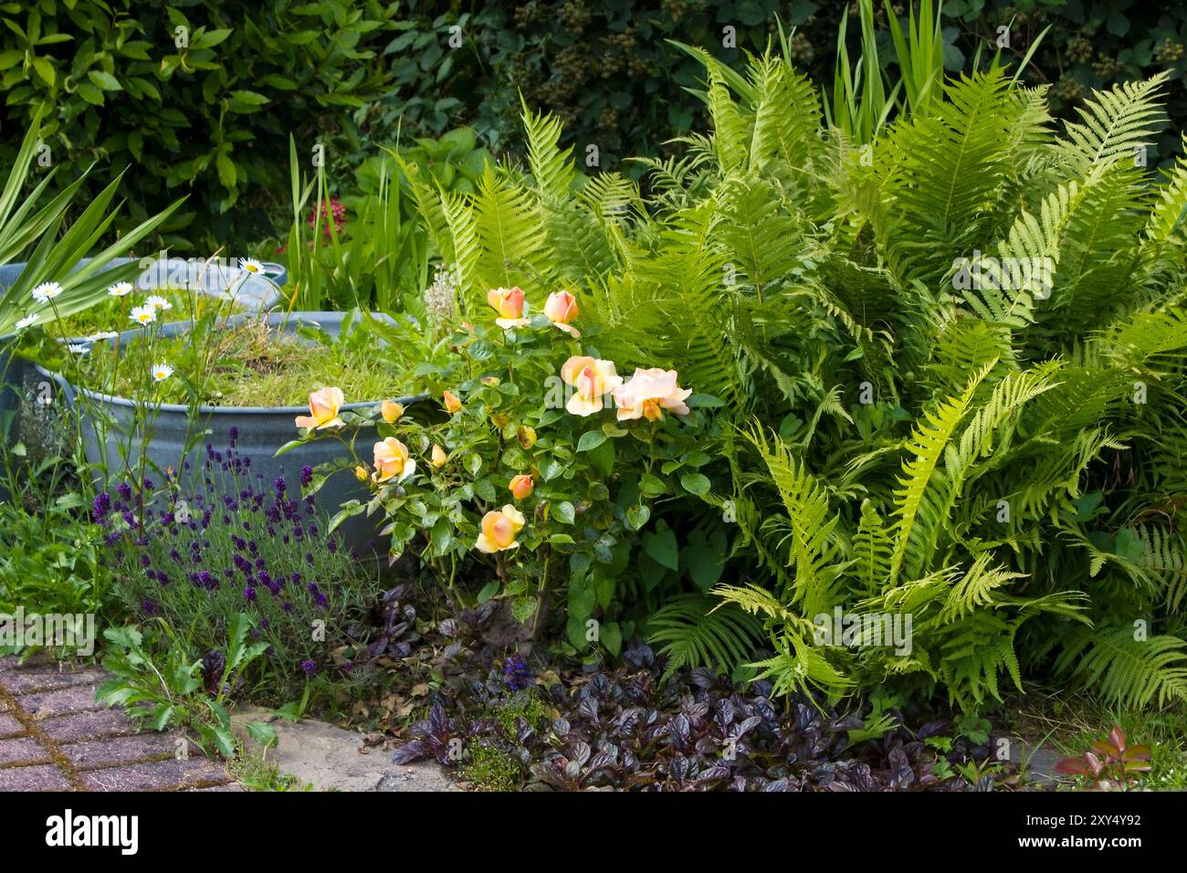 rustic garden - fern, flowers and plants in tin tub Stock Photo - Alamy