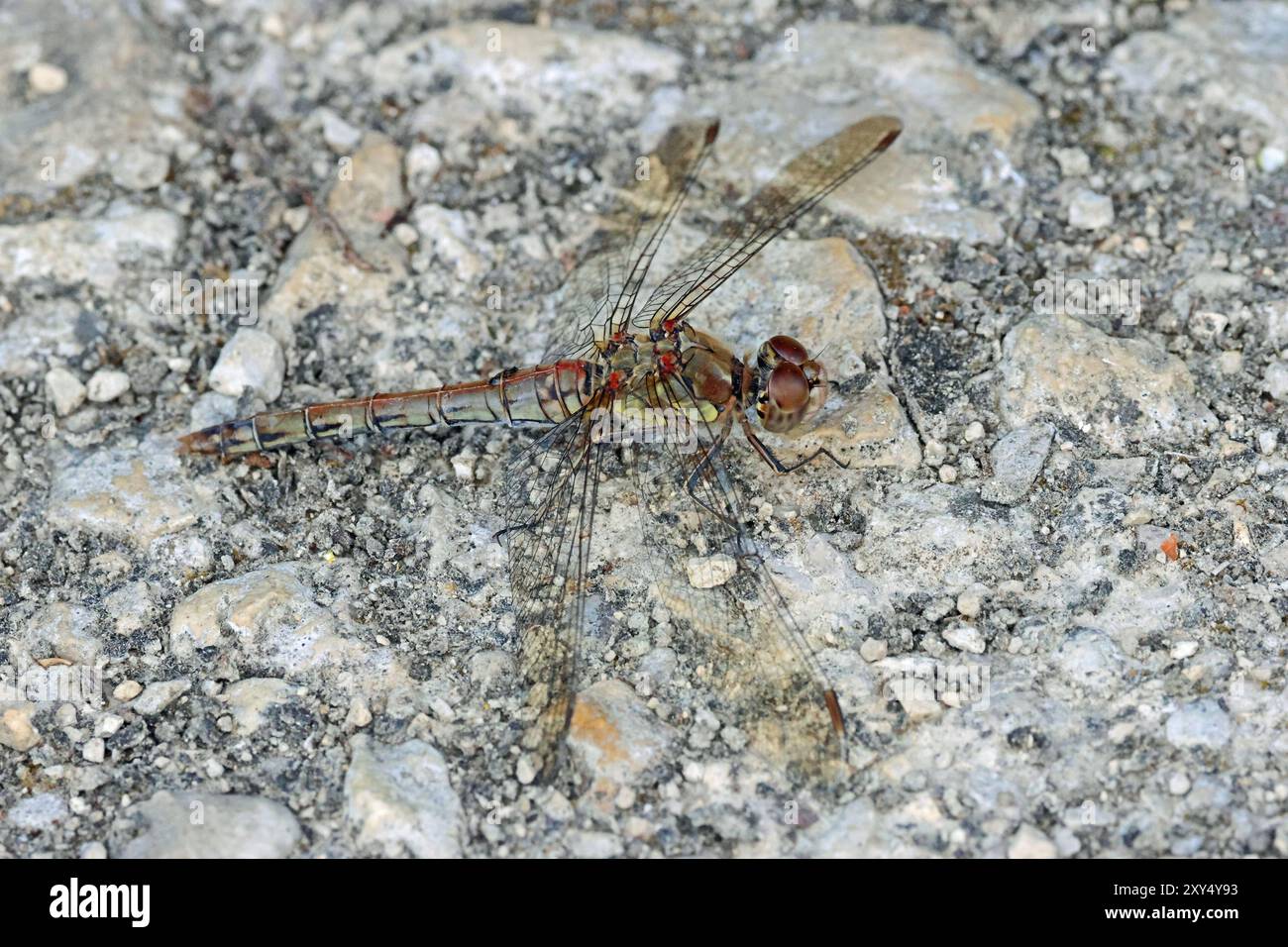 Small Wildlife at Nosterfield Nature Reserve, North Yorkshire Stock ...