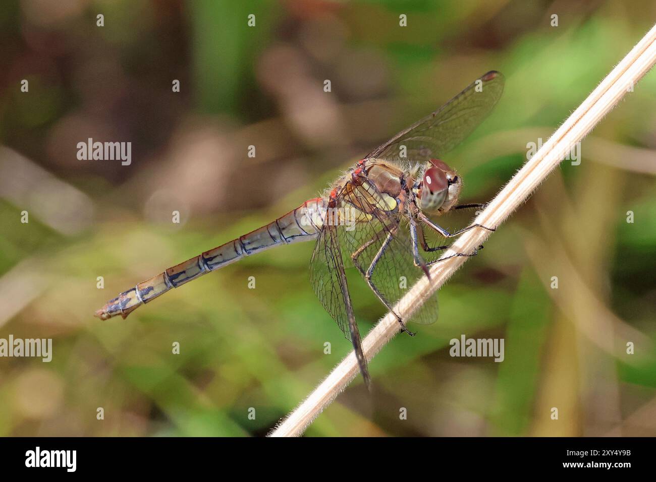 Small Wildlife at Nosterfield Nature Reserve, North Yorkshire Stock ...