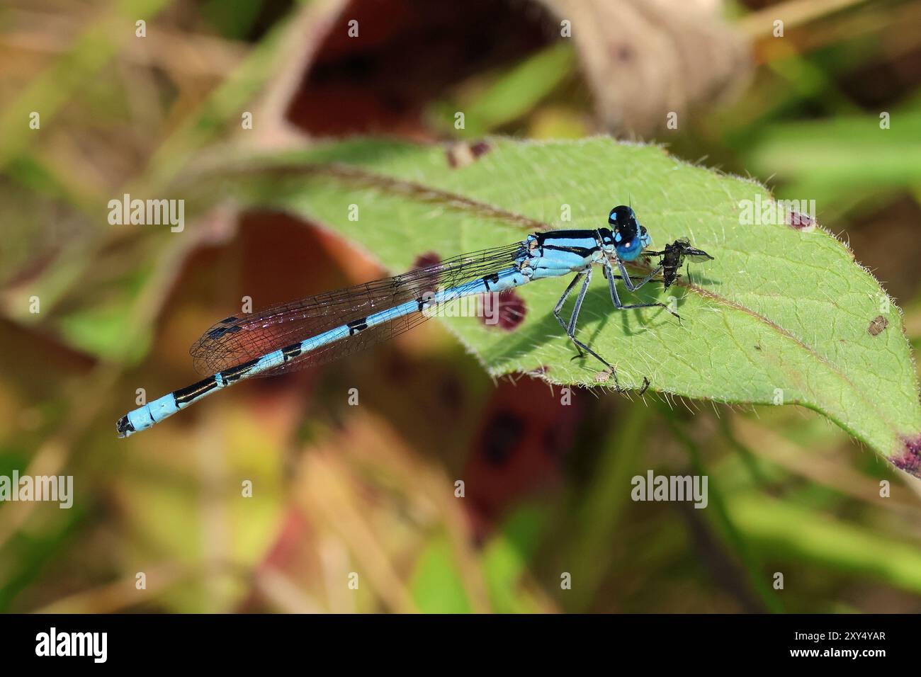 Small Wildlife at Nosterfield Nature Reserve, North Yorkshire Stock ...