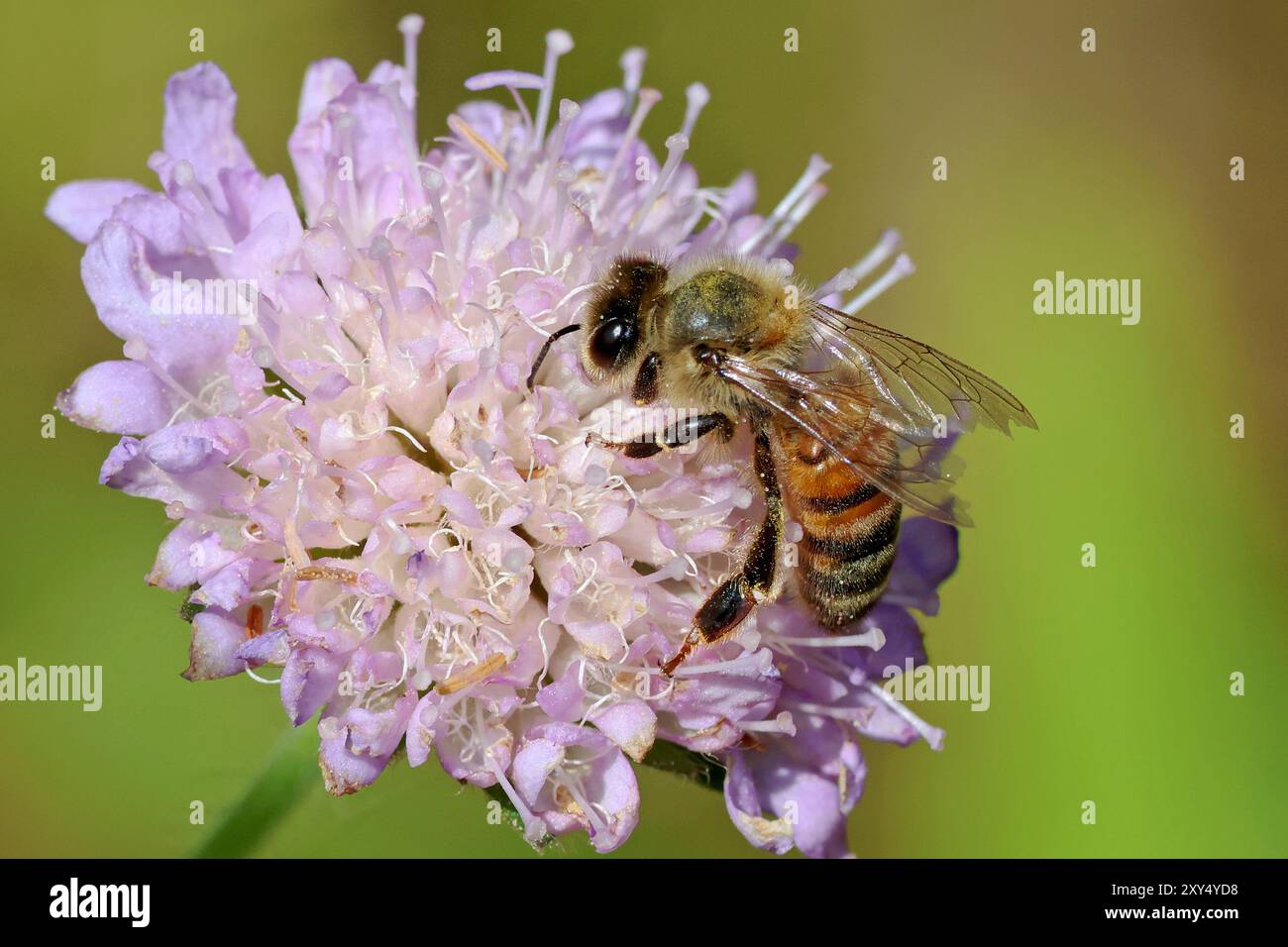 Small Wildlife at Nosterfield Nature Reserve, North Yorkshire Stock ...
