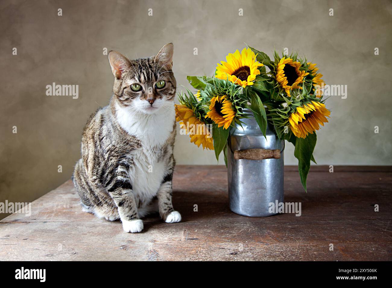 Sunflower cat hi-res stock photography and images - Alamy