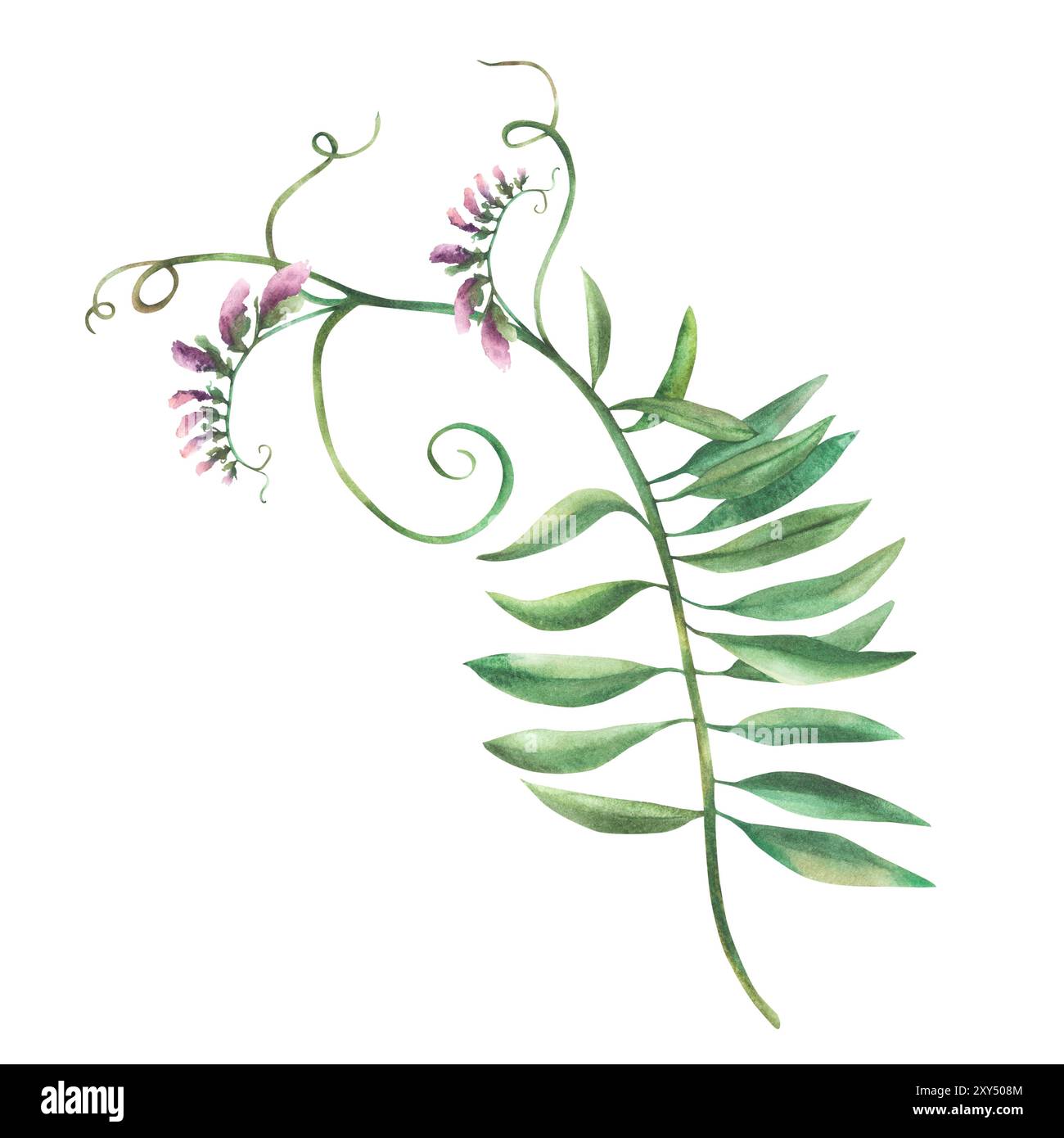 Wildflowers wild grasses Cut Out Stock Images & Pictures - Alamy