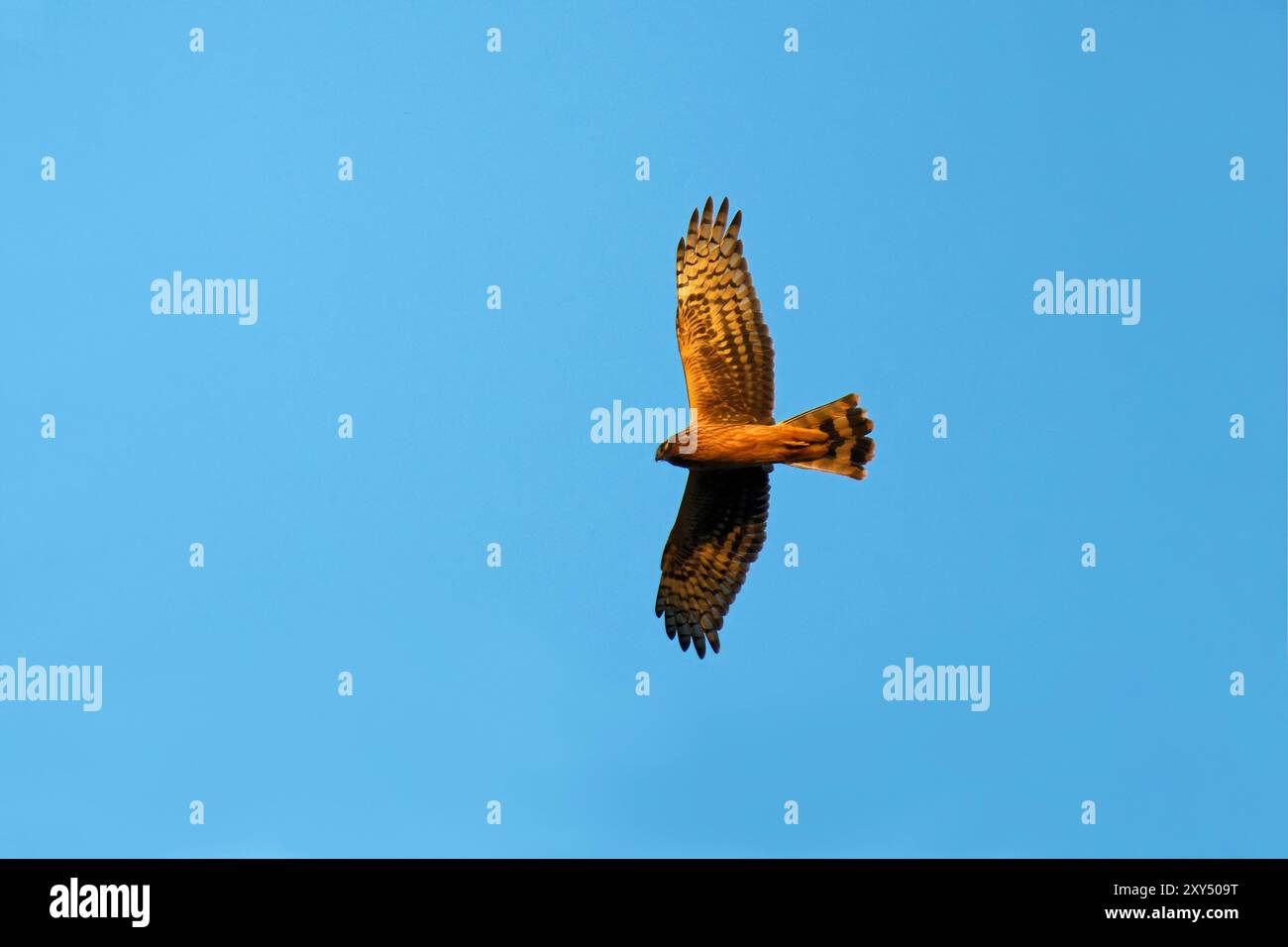 Hunting hen harrier Stock Photo - Alamy