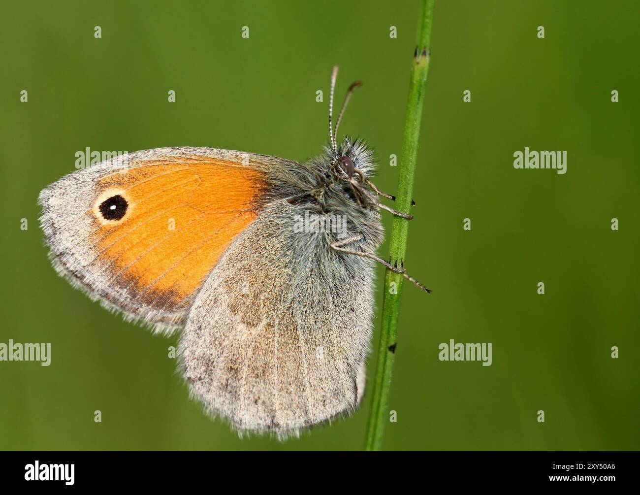 Small brush moth hi-res stock photography and images - Alamy