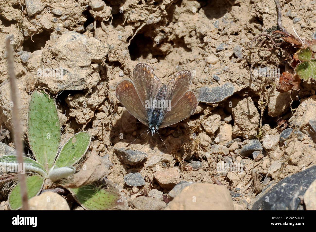 Small Wildlife at Nosterfield Nature Reserve, North Yorkshire Stock ...