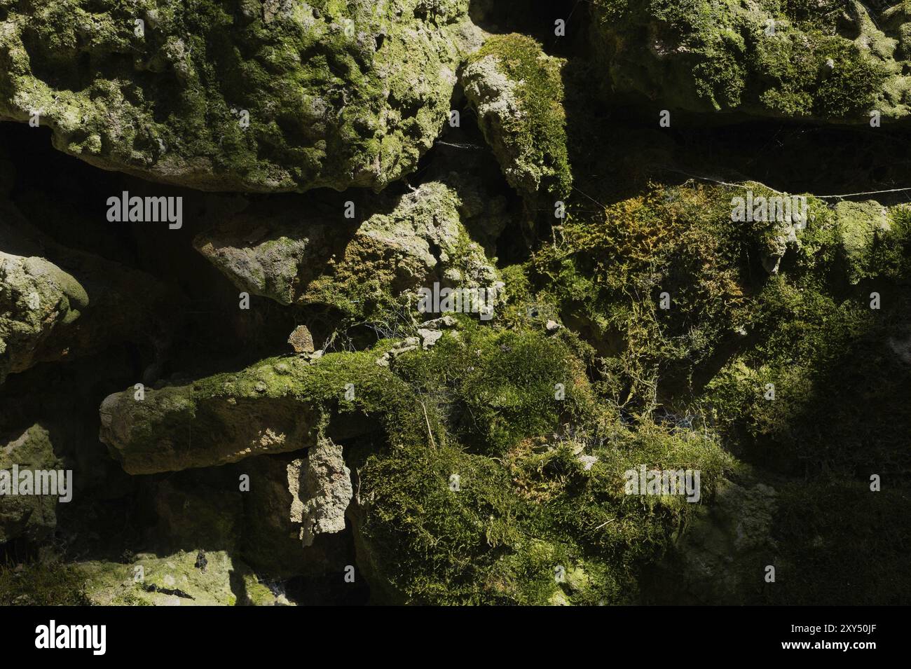 Old stone brick walls of natural stone with moss dust cobweb and mud ...