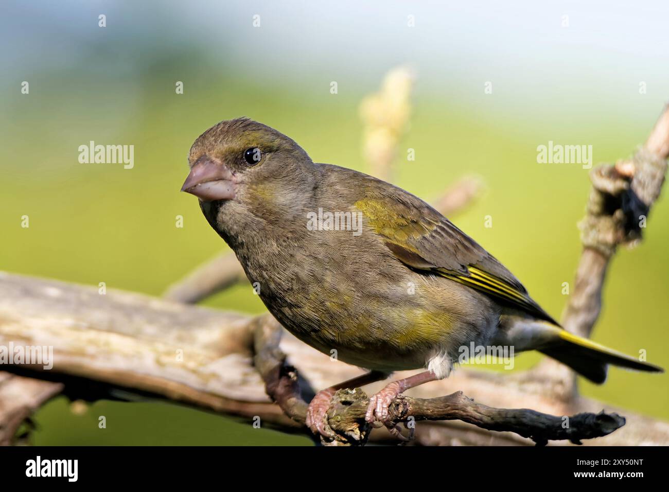 European greenfinch eat in feeder hi-res stock photography and images ...